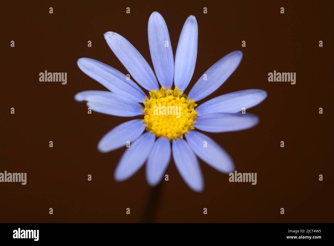 Blue star flower blossom macro felicia amelloides family compositae ...