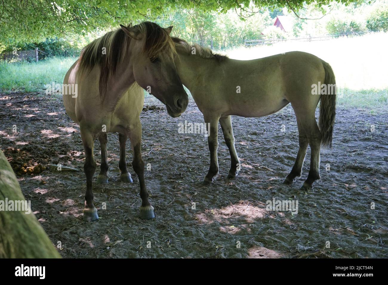 Konik polski breed hi-res stock photography and images - Alamy