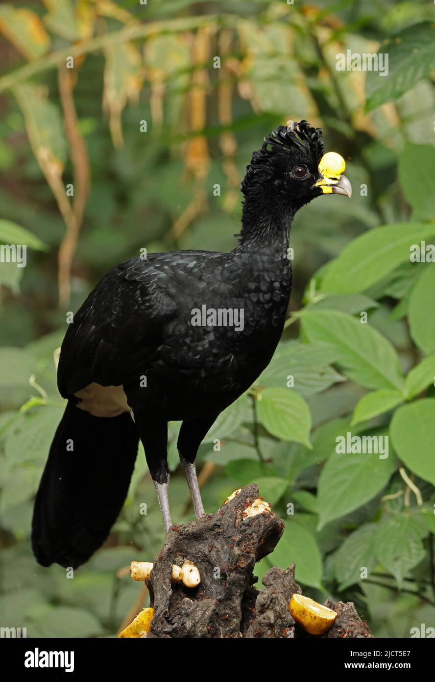 Great Curassow (Crax rubra rubra) adult male standing on stump Arenal ...