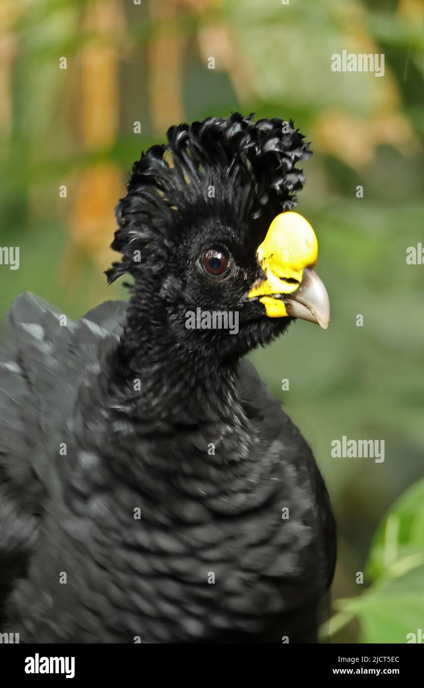 Great Curassow (Crax rubra rubra) close-up of head of adult male Arenal ...