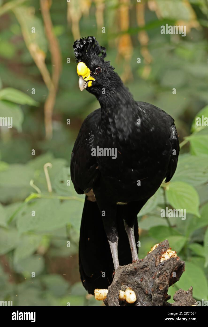 Great Curassow (Crax rubra rubra) adult male standing on stump Arenal ...