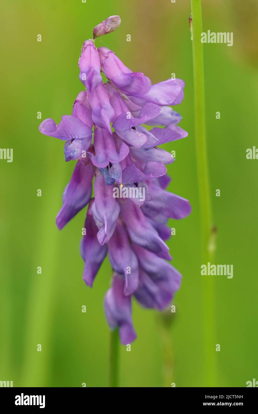 Colorful closeup on a purple tufted vetch flower, Vicia cracca, against ...
