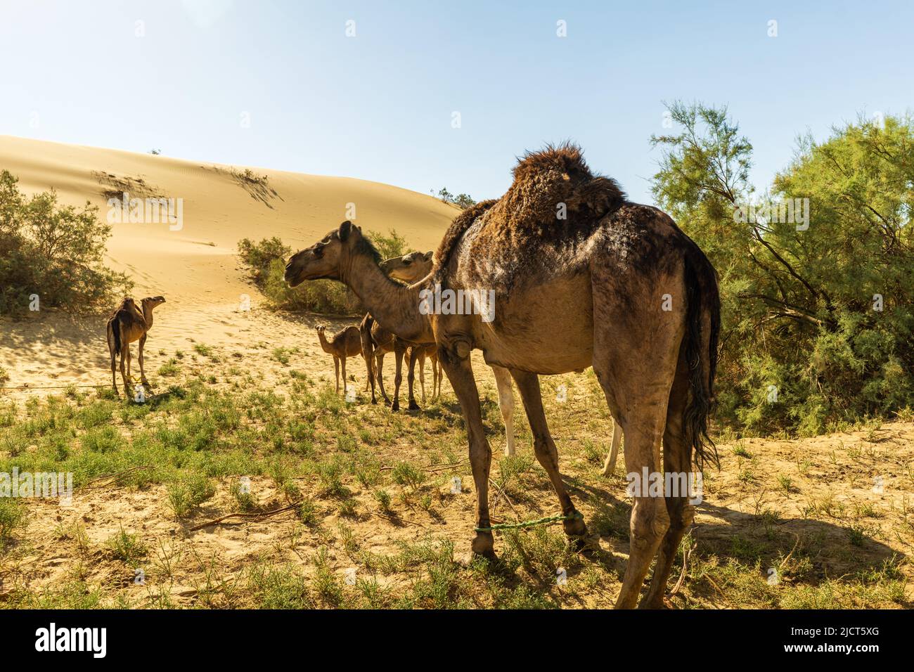 Pack of camels hi-res stock photography and images - Alamy