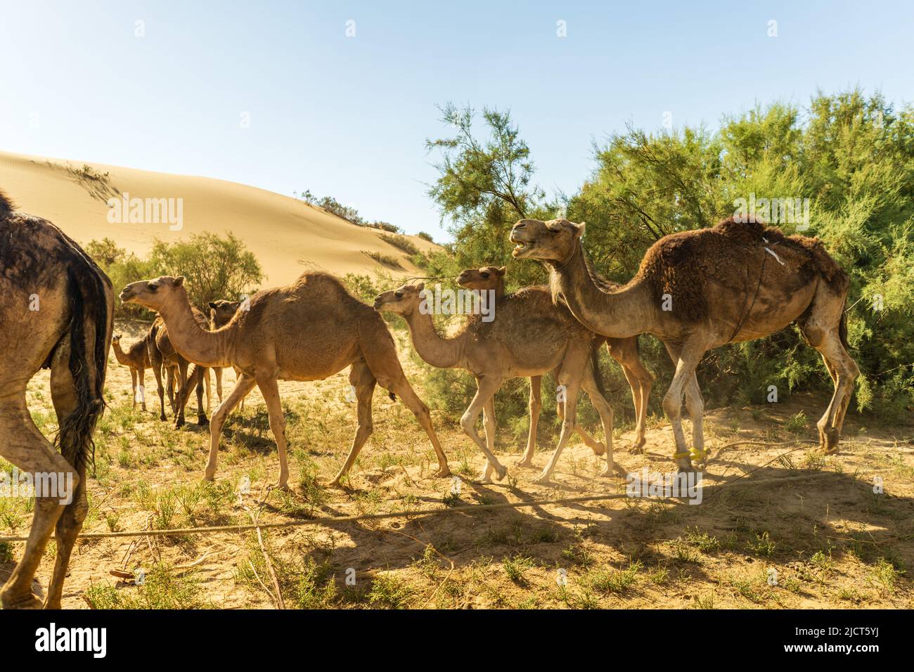Camel camp egypt hi-res stock photography and images - Alamy