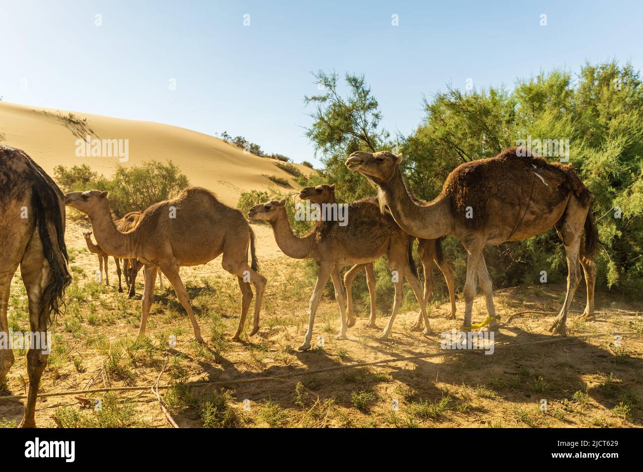 Camel camp egypt hi-res stock photography and images - Alamy