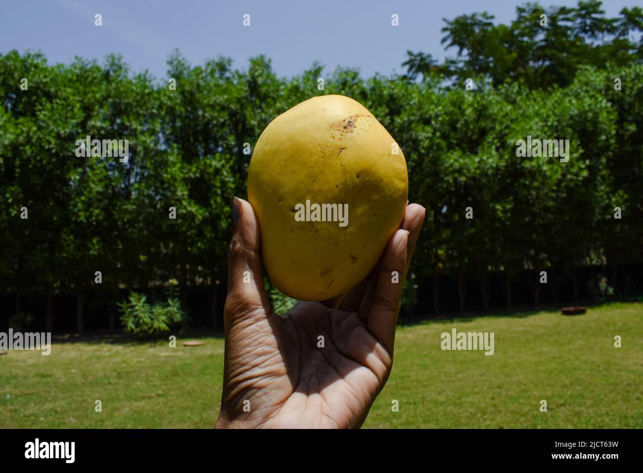 Female holding Tasty Indian Mangoes. Badami mango fruit sweet in taste ...