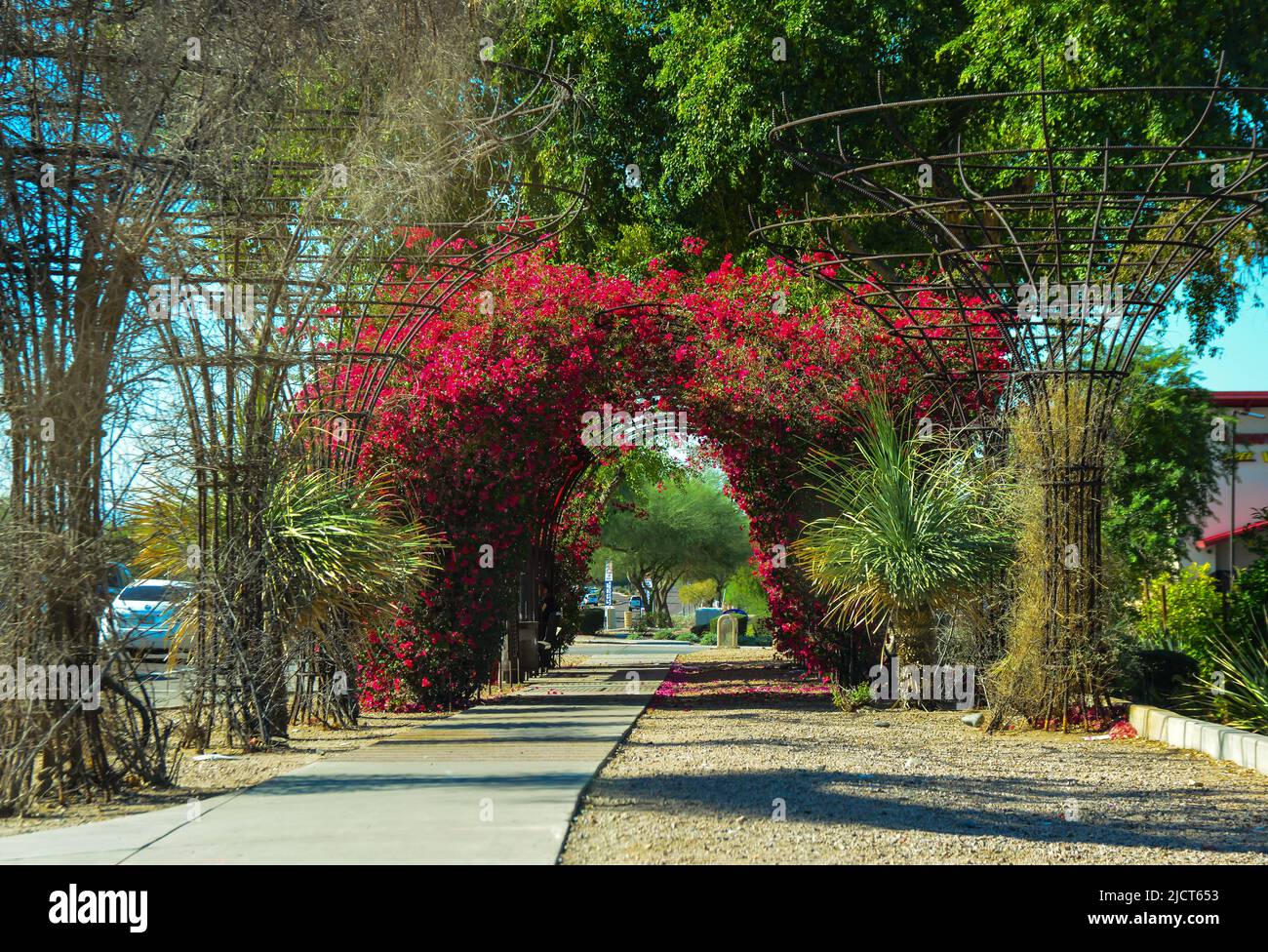 Flowering plant arch near a road in Phoenix, Arizona USA Stock Photo ...