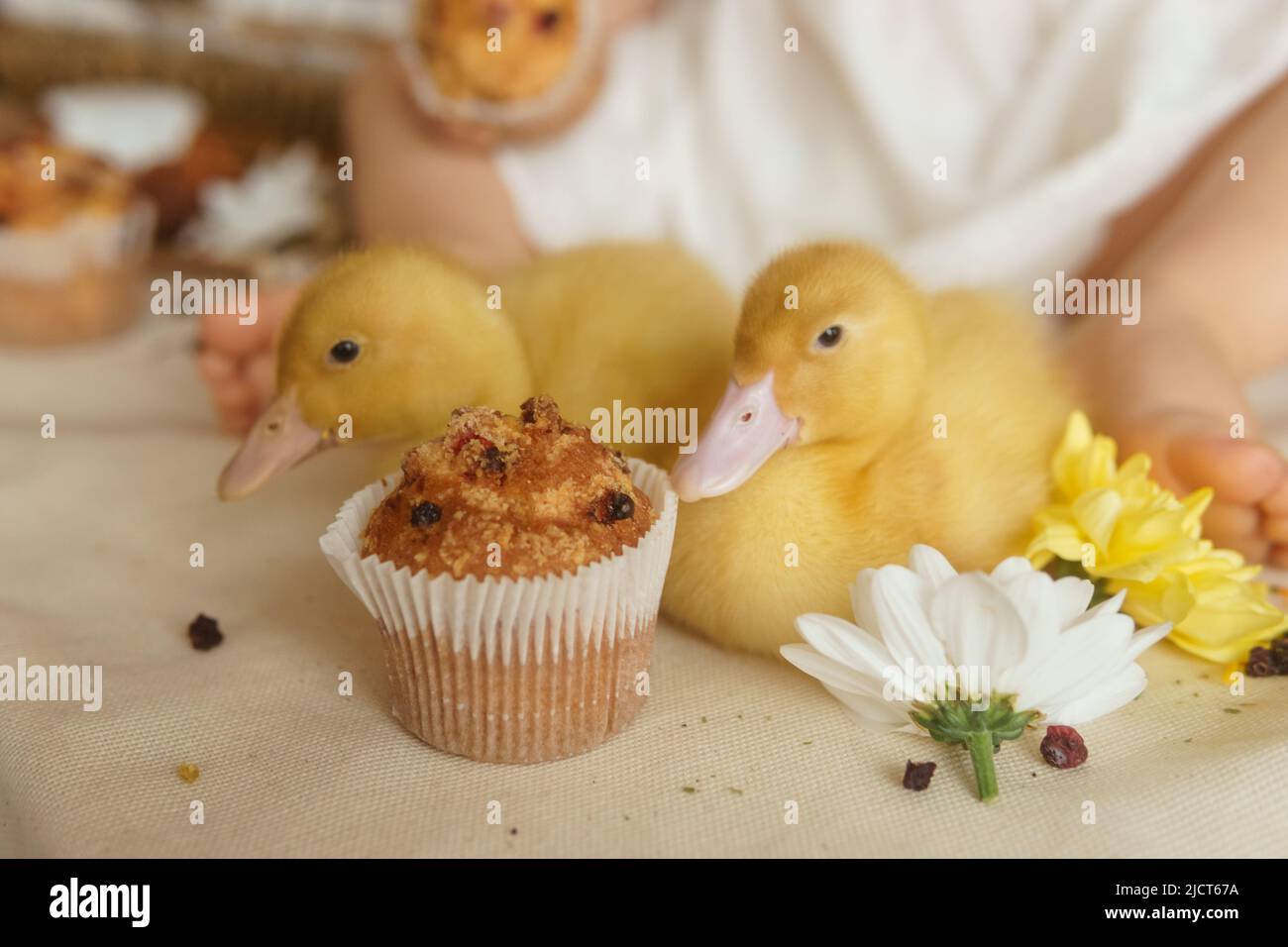 Cute fluffy ducklings on the Easter table with quail eggs and Easter ...