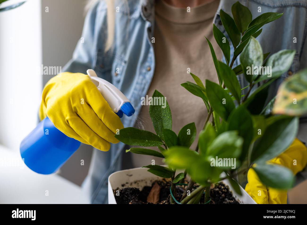 cheerful young woman florist spraying water on houseplants in flowerpot ...