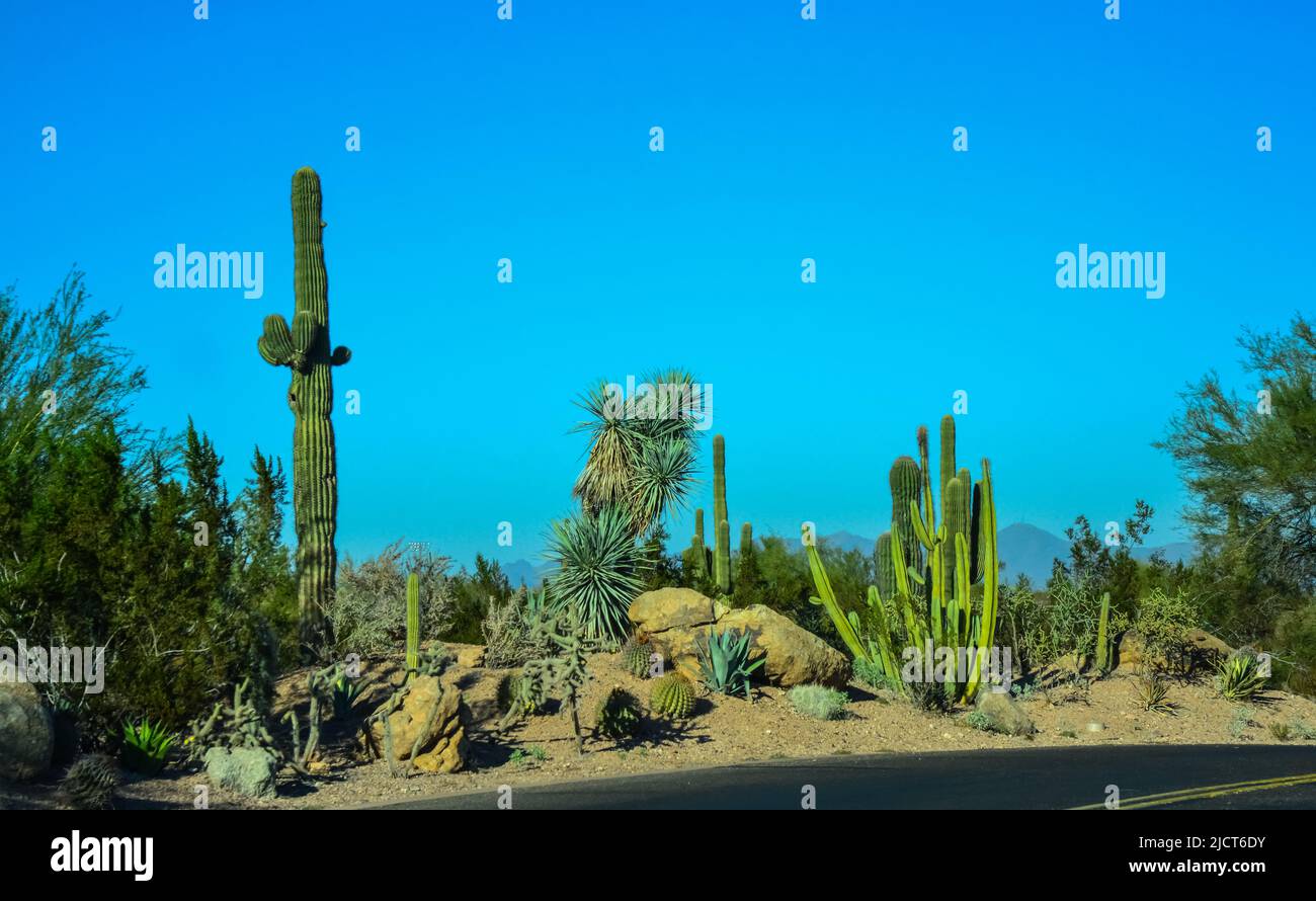 Different types of prickly pear cacti in a botanical garden in Phoenix ...
