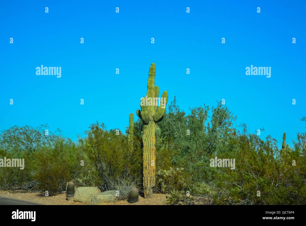 Different types of prickly pear cacti in a botanical garden in Phoenix ...