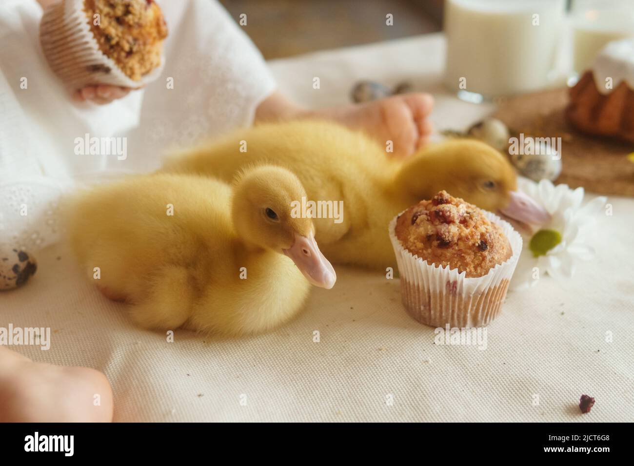 Cute fluffy ducklings on the Easter table with quail eggs and Easter ...