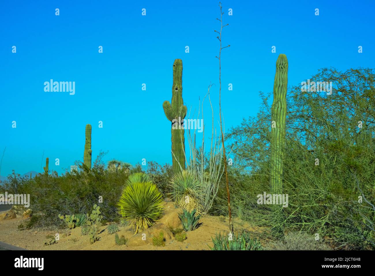 Different types of prickly pear cacti in a botanical garden in Phoenix ...