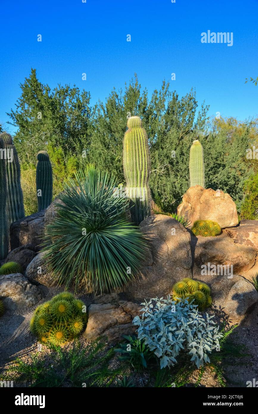 USA, PHENIX, ARIZONA- NOVEMBER 17, 2019: A group of succulent plants ...