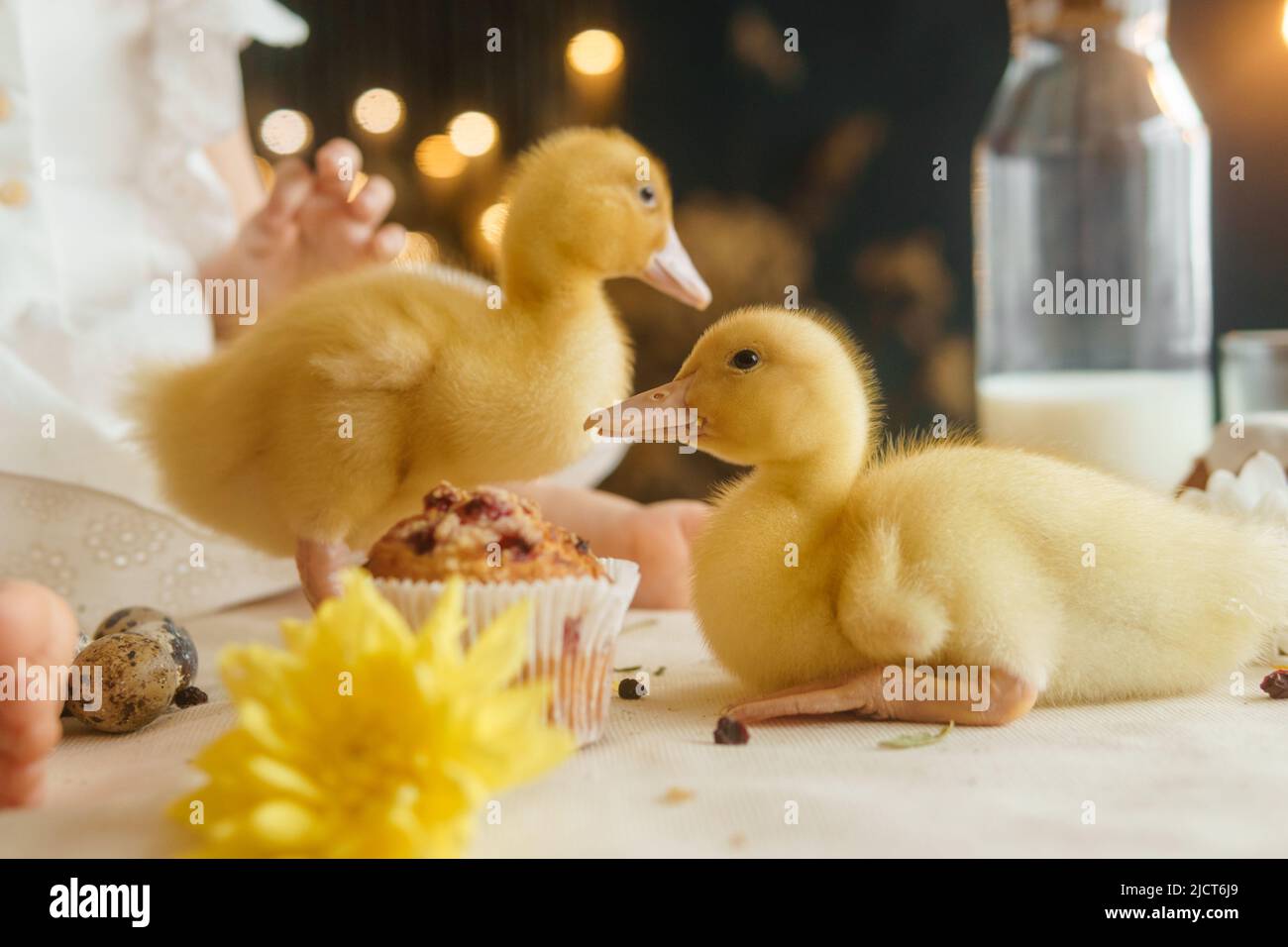 Cute fluffy ducklings on the Easter table with quail eggs and Easter ...