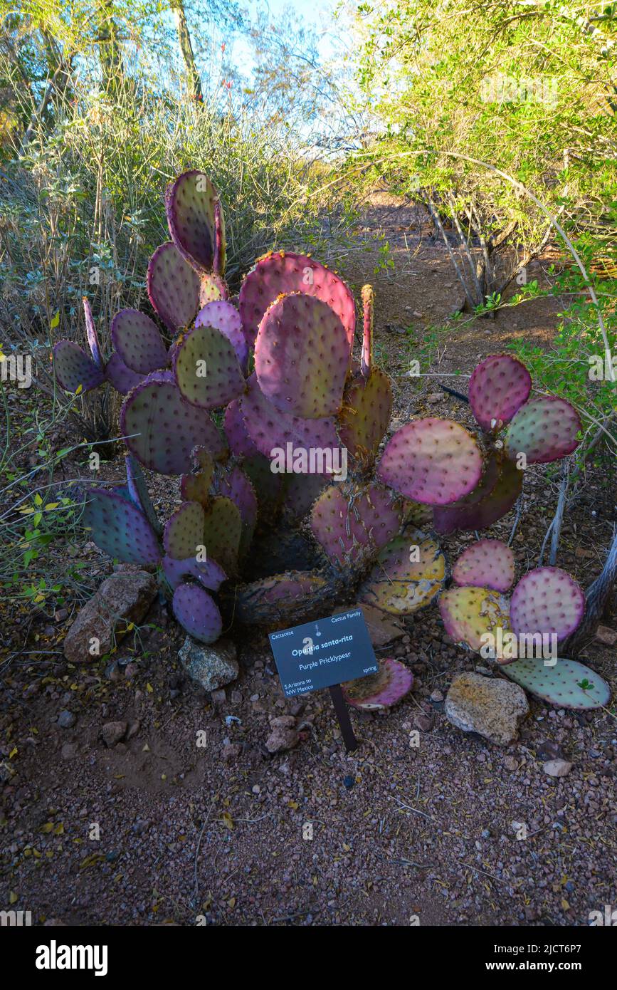 A group of succulent plants of Opuntia cacti in the Phoenix Botanical ...