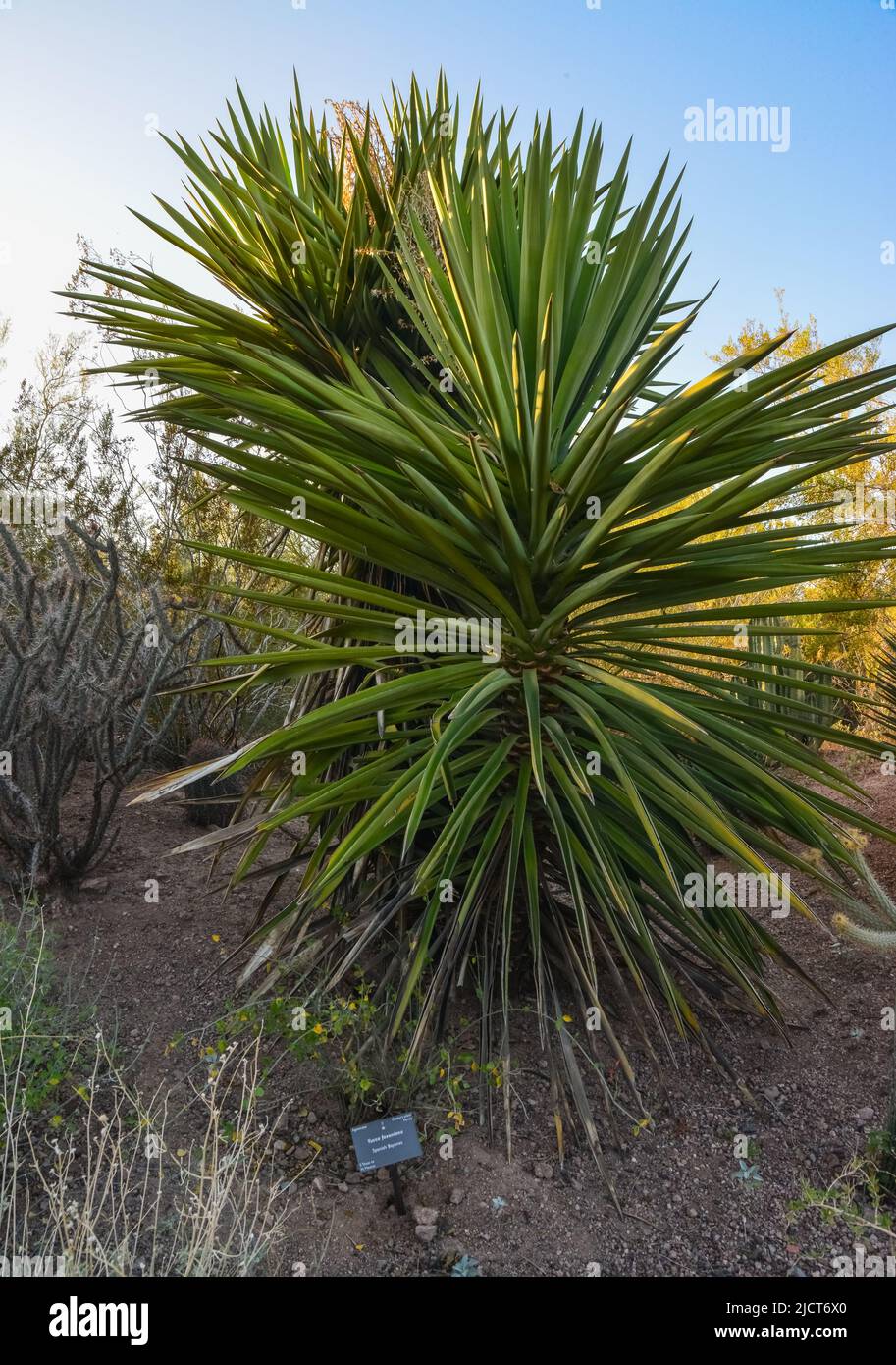 A group of succulent plants Agave and in the botanical garden of ...
