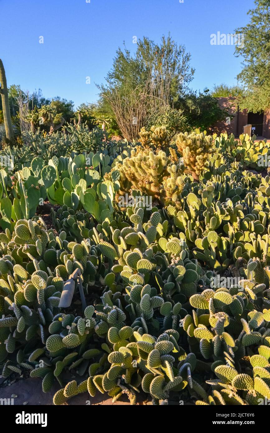 Different types of prickly pear cacti in a botanical garden in Phoenix ...