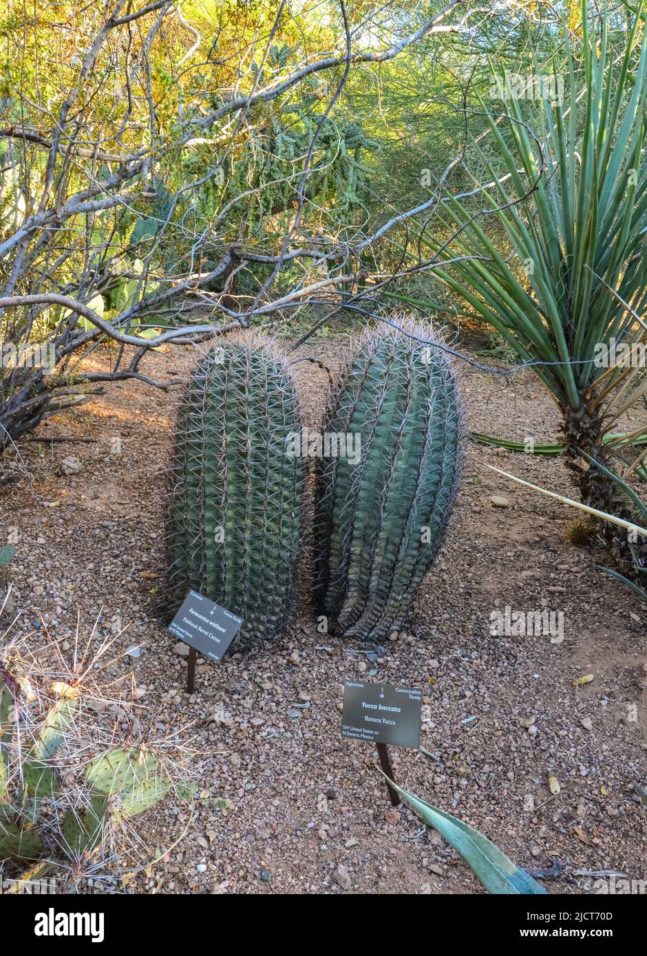 Cactus Ferocactus in the Phoenix Botanical Garden, Arizona, USA Stock ...