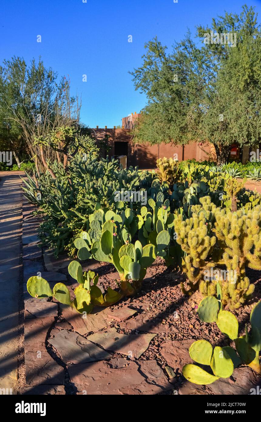 Different types of prickly pear cacti in a botanical garden in Phoenix ...