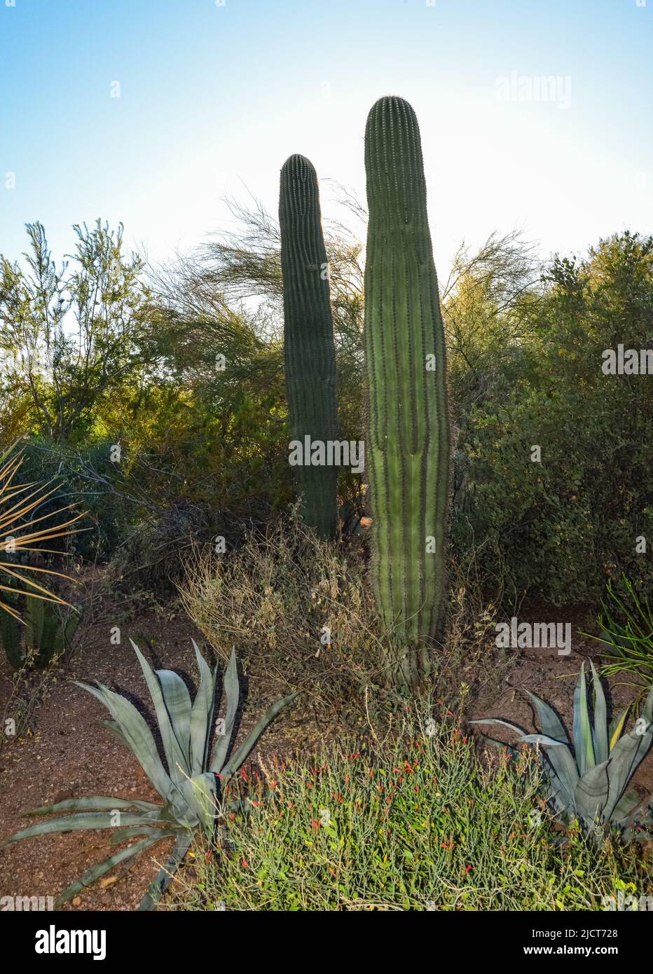 A group of succulent plants and cacti in the Phoenix Botanical Garden ...