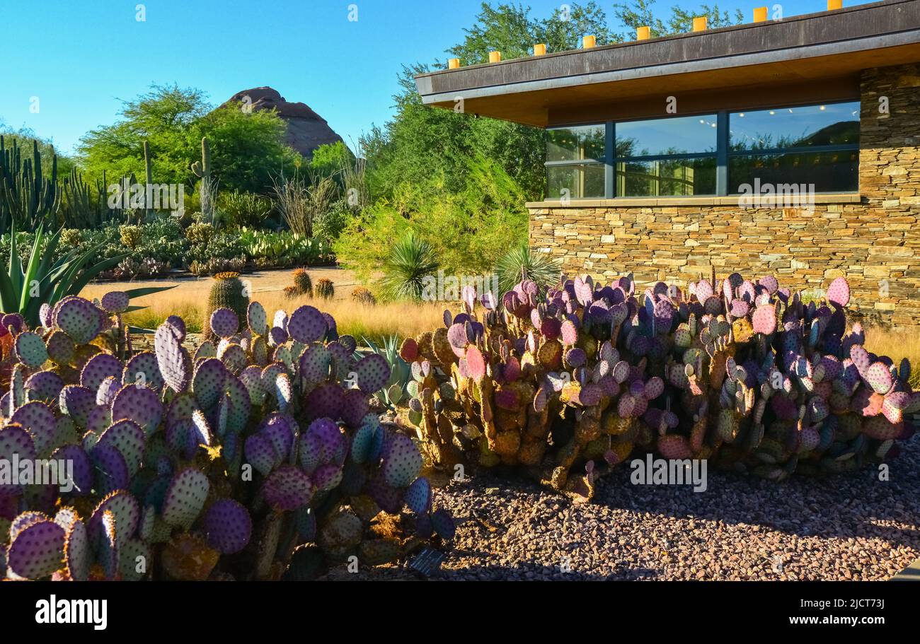 USA, PHENIX, ARIZONA- NOVEMBER 17, 2019: Different types of prickly ...