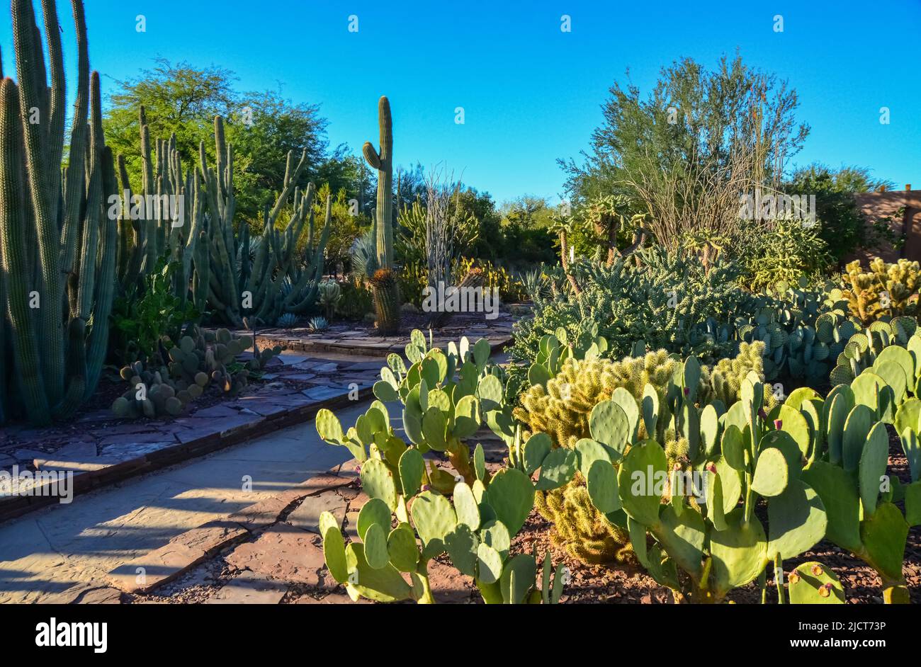 Different types of prickly pear cacti in a botanical garden in Phoenix ...
