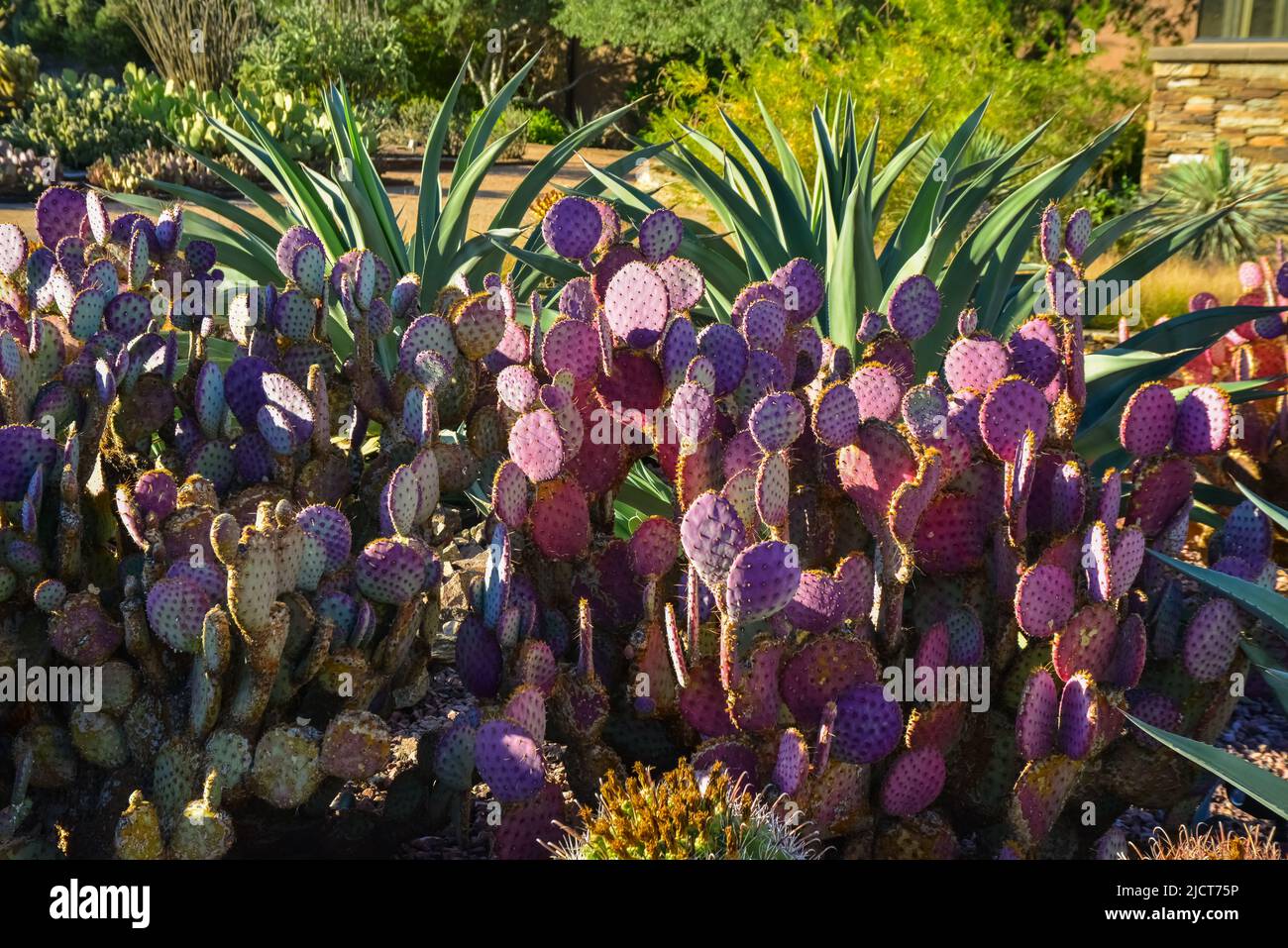 Different types of prickly pear cacti in a botanical garden in Phoenix ...