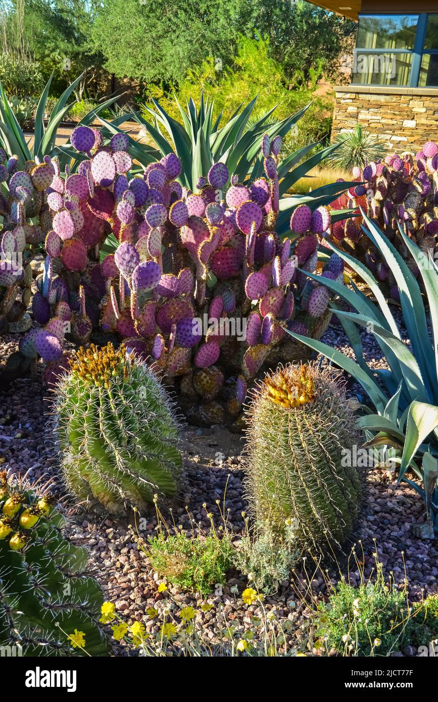 A group of cacti of different species. Yellow fruits with seeds on top ...