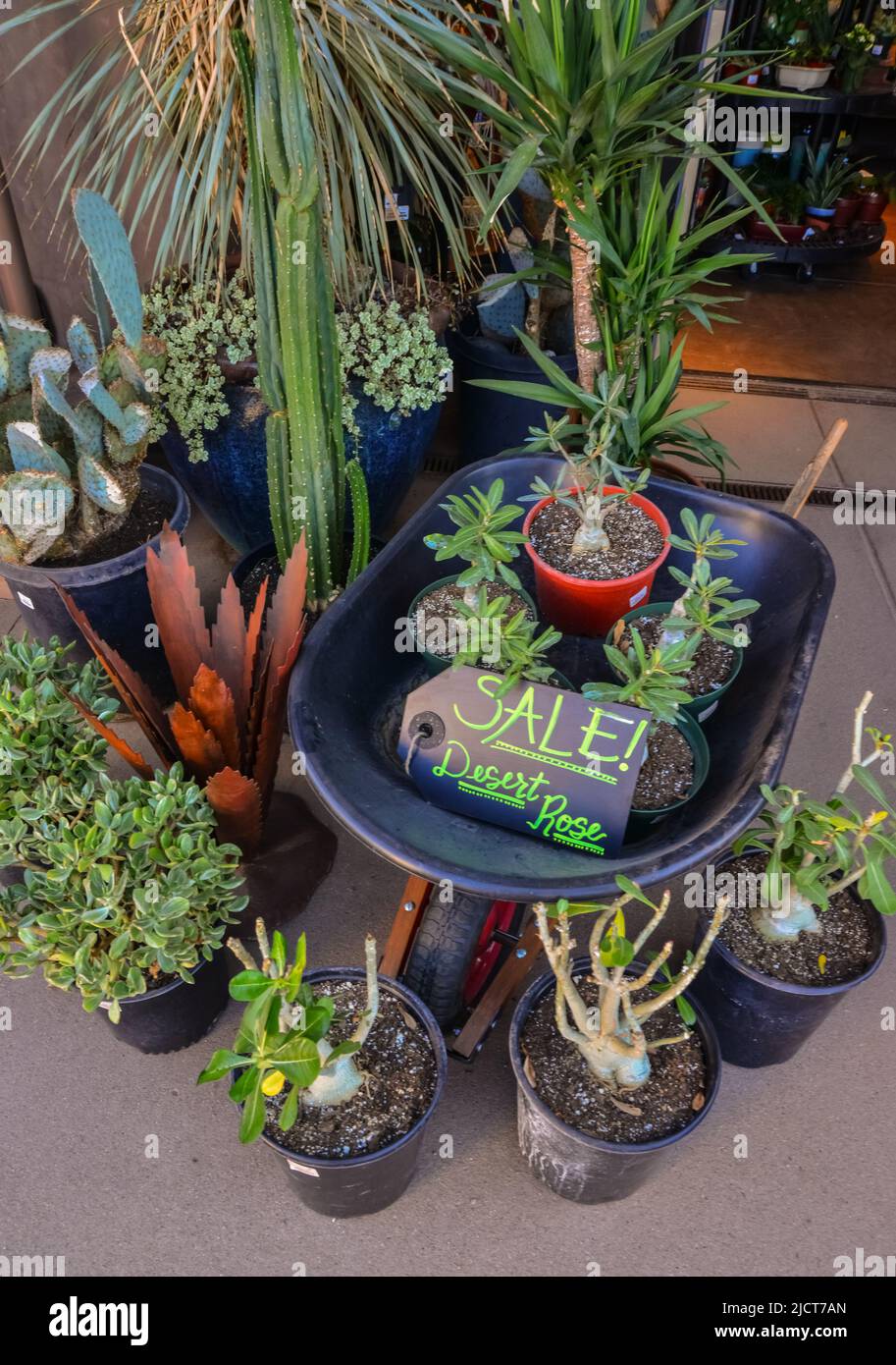 USA, PHENIX, ARIZONA- NOVEMBER 17, 2019: a shop selling different types ...
