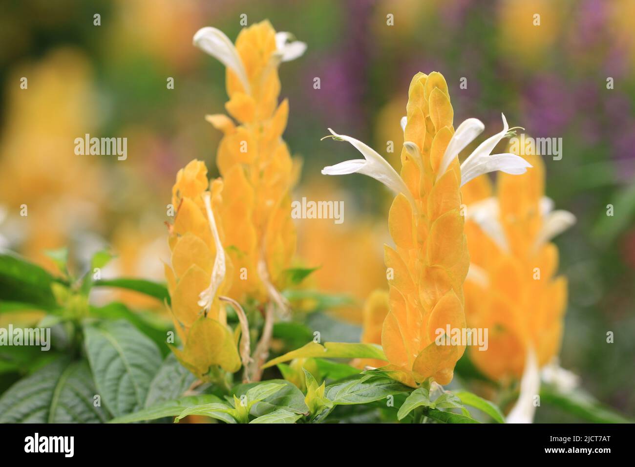 Super goldy hi-res stock photography and images - Alamy