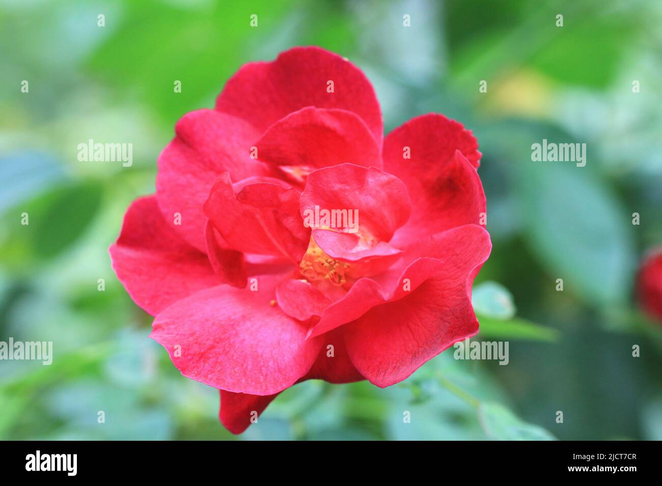 blooming romantic fresh colorful Rose,beautiful red Rose in full bloom ...