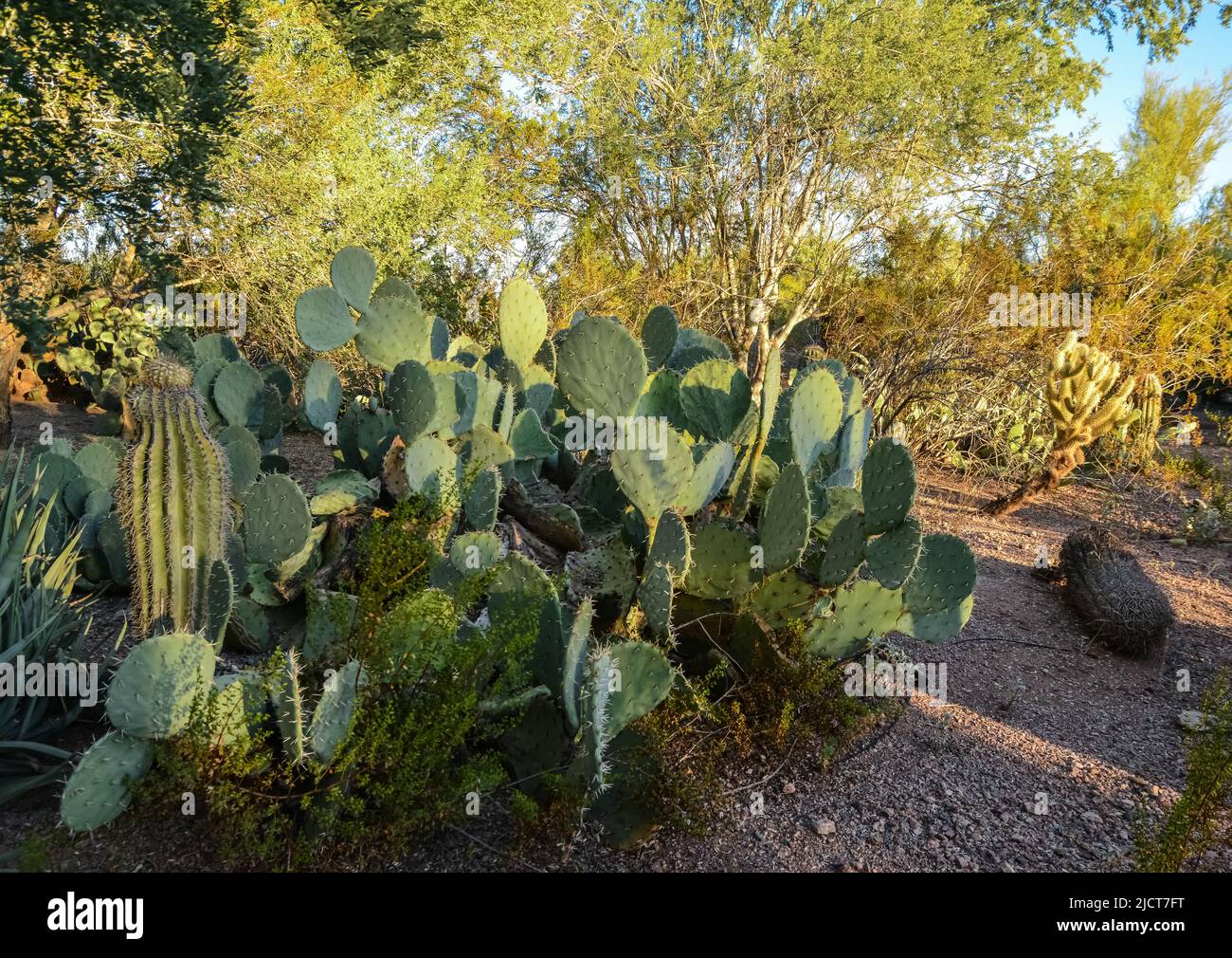A group of succulent plants of Opuntia cacti in the Phoenix Botanical ...