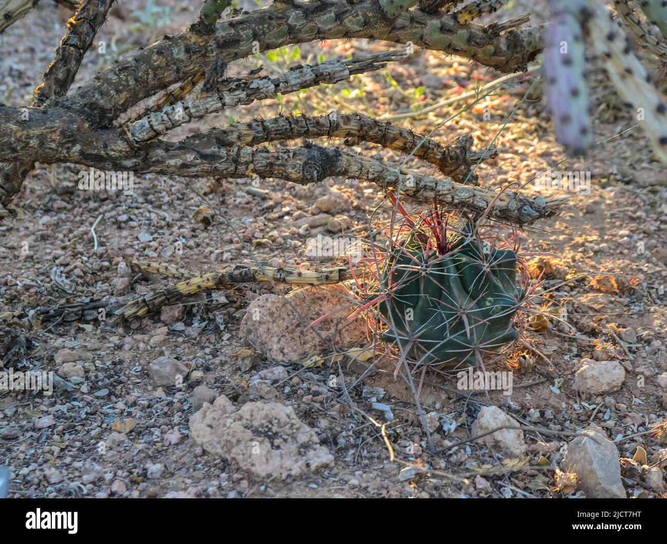 Cactus Ferocactus in the Phoenix Botanical Garden, Arizona, USA Stock ...