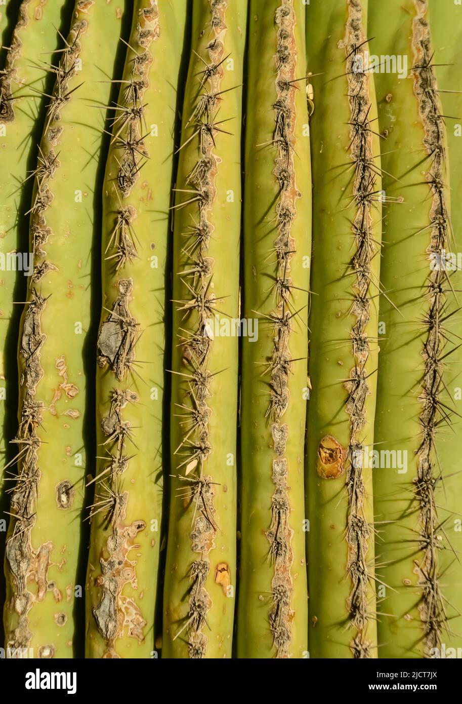 Arizona cacti. A view looking up a Saguaro cactus (Carnegiea gigantea ...