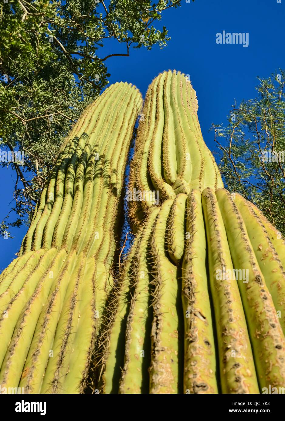 Arizona cacti. A view looking up a Saguaro cactus (Carnegiea gigantea ...