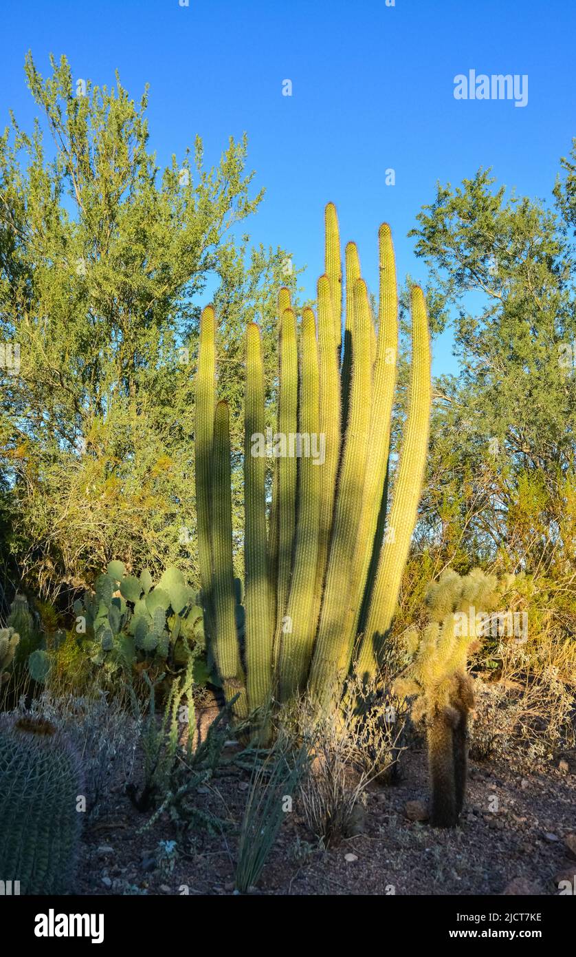 A group of succulent plants Agave and Opuntia cacti in the botanical ...