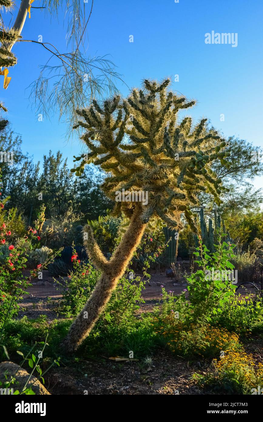 A group of succulent plants of Opuntia cacti in the Phoenix Botanical ...
