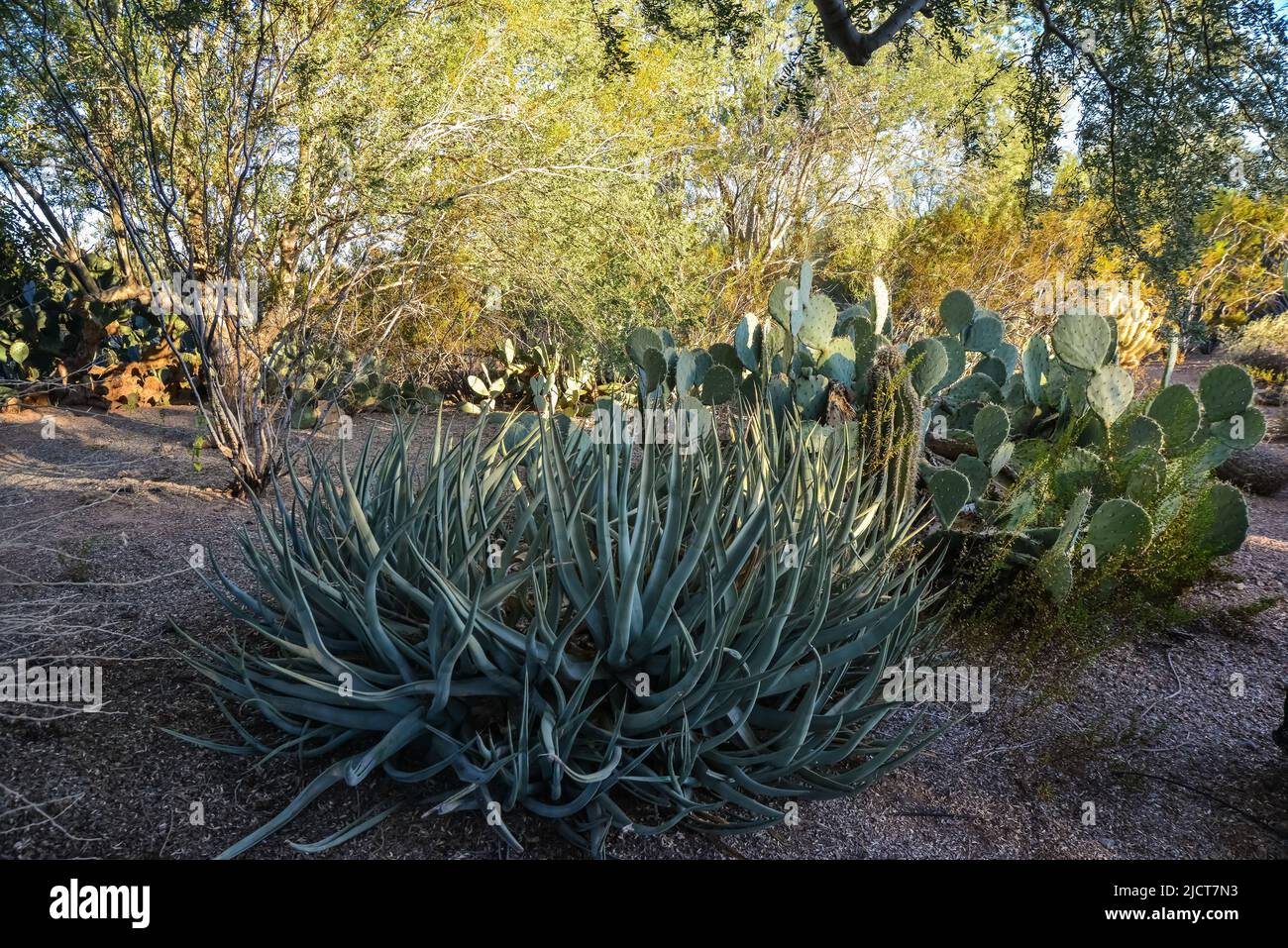 A group of succulent plants Agave and Opuntia cacti in the botanical ...