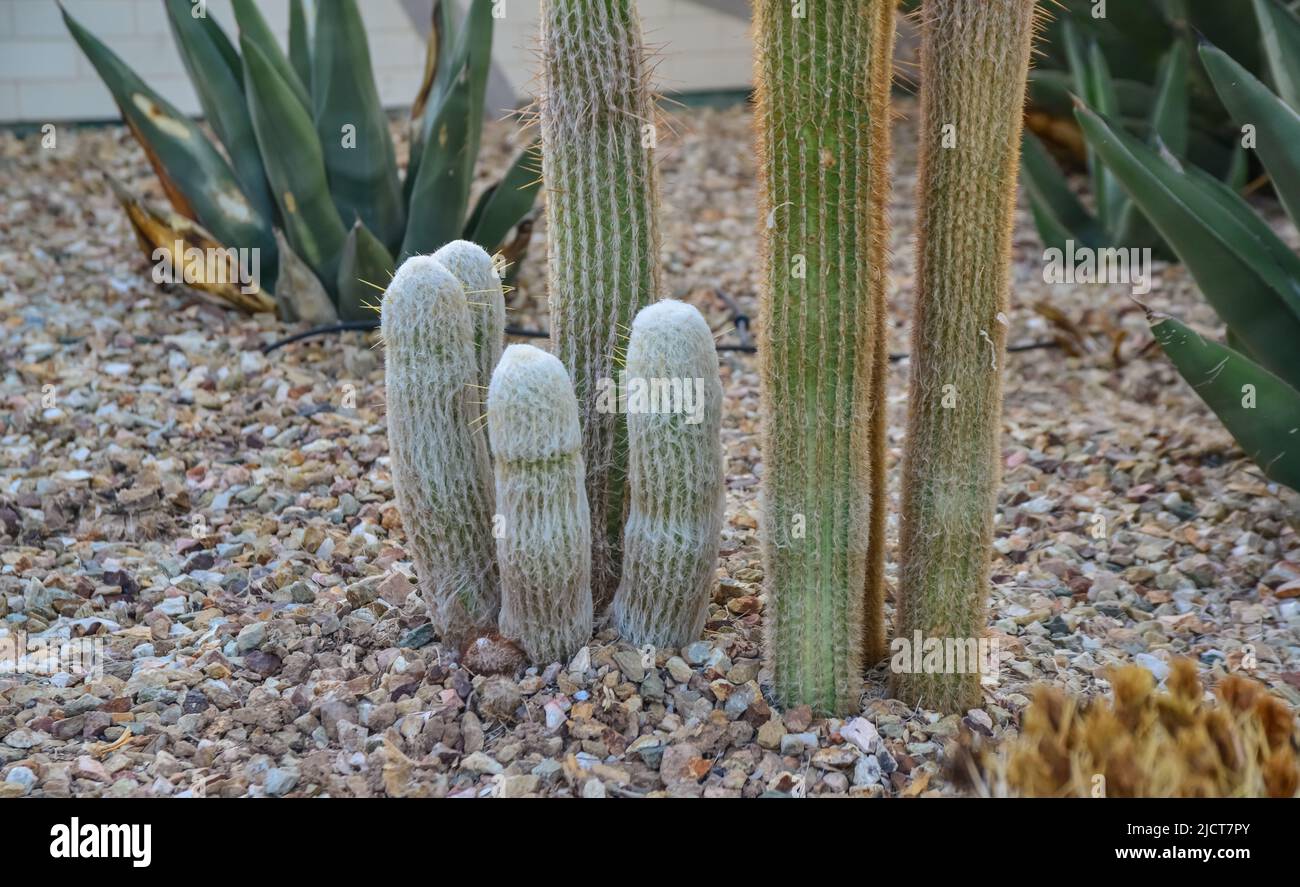 USA, PHENIX, ARIZONA- NOVEMBER 17, 2019: A group of succulent plants ...