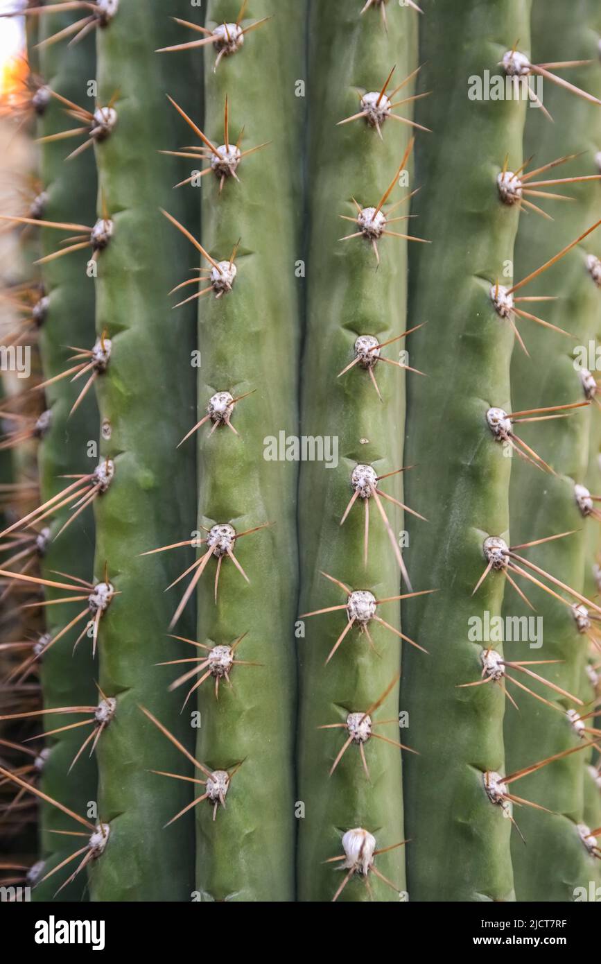 Arizona cacti. A view looking up a Saguaro cactus (Carnegiea gigantea ...