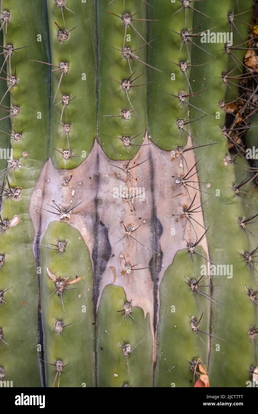 Arizona cacti. A view looking up a Saguaro cactus (Carnegiea gigantea ...
