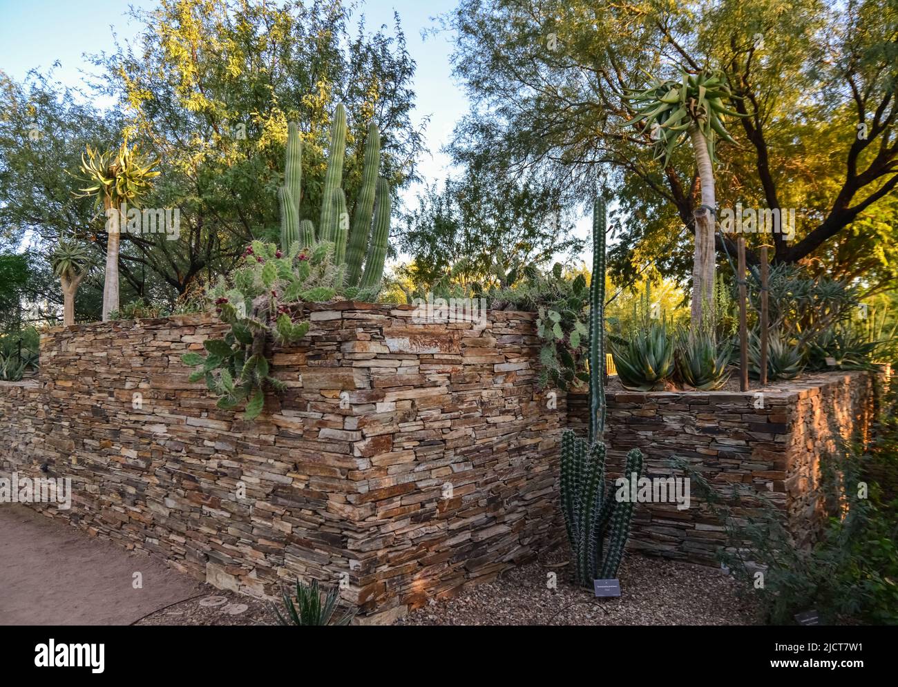 A group of succulent plants and cacti in the Phoenix Botanical Garden ...