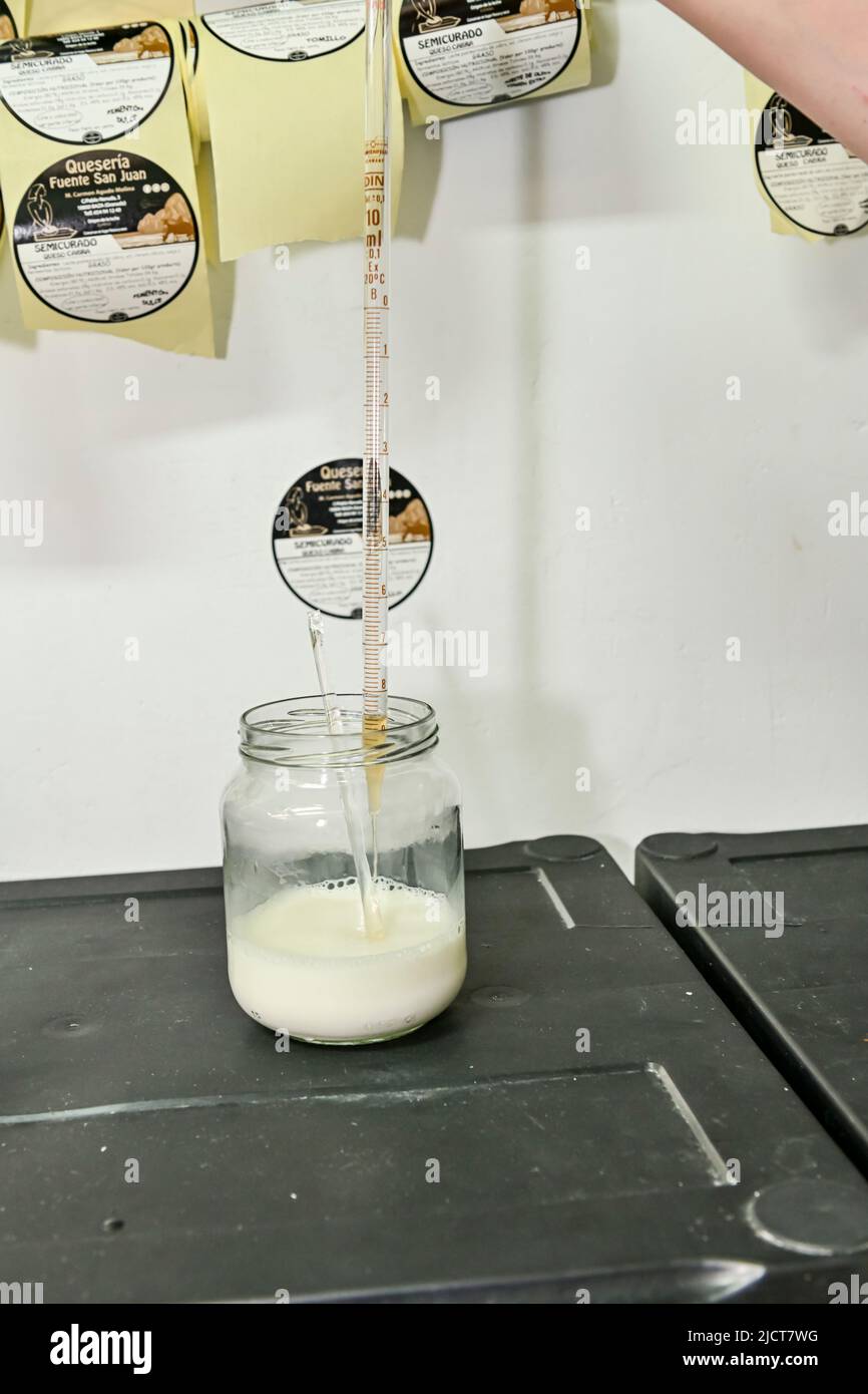 cheesemaker takes with the hand test tube with the curd for the ...
