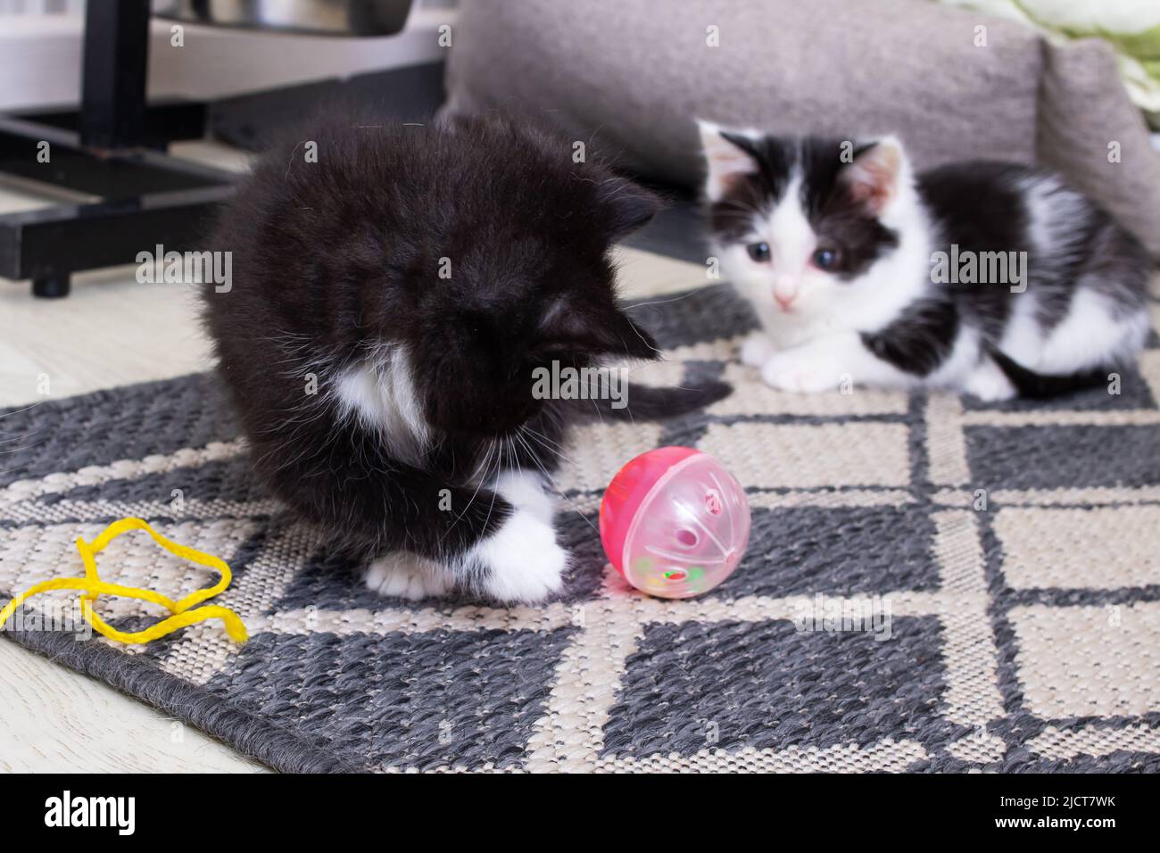 Two little kittens playing on the carpet close up Stock Photo - Alamy