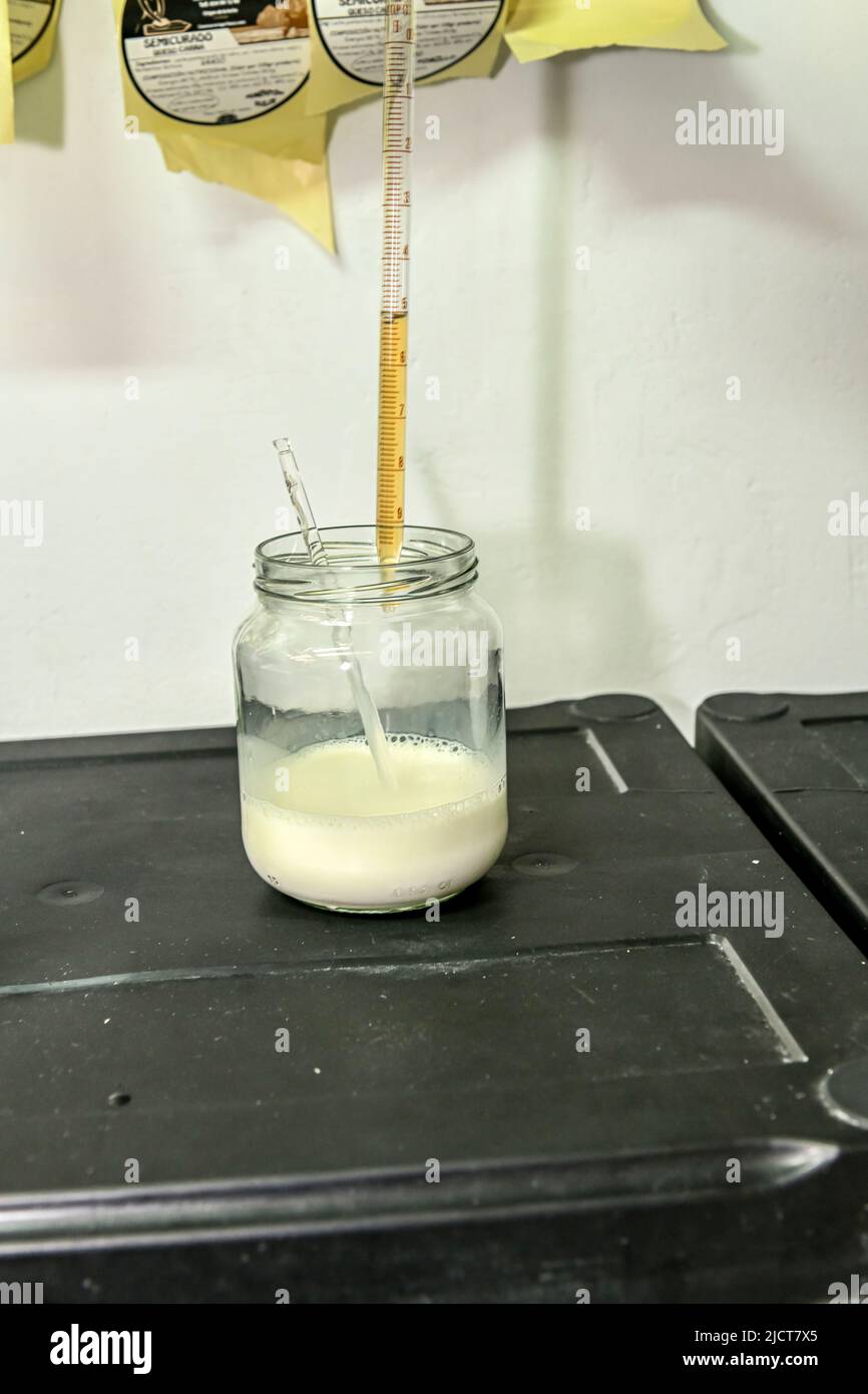 cheesemaker takes with the hand test tube with the curd for the ...