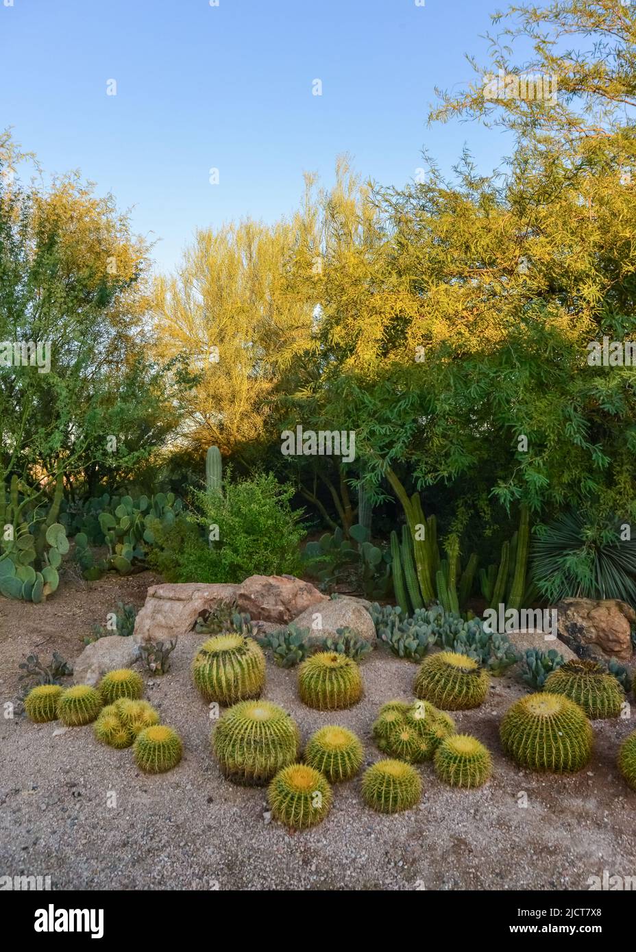 A group of succulent plants and cacti in the Phoenix Botanical Garden ...