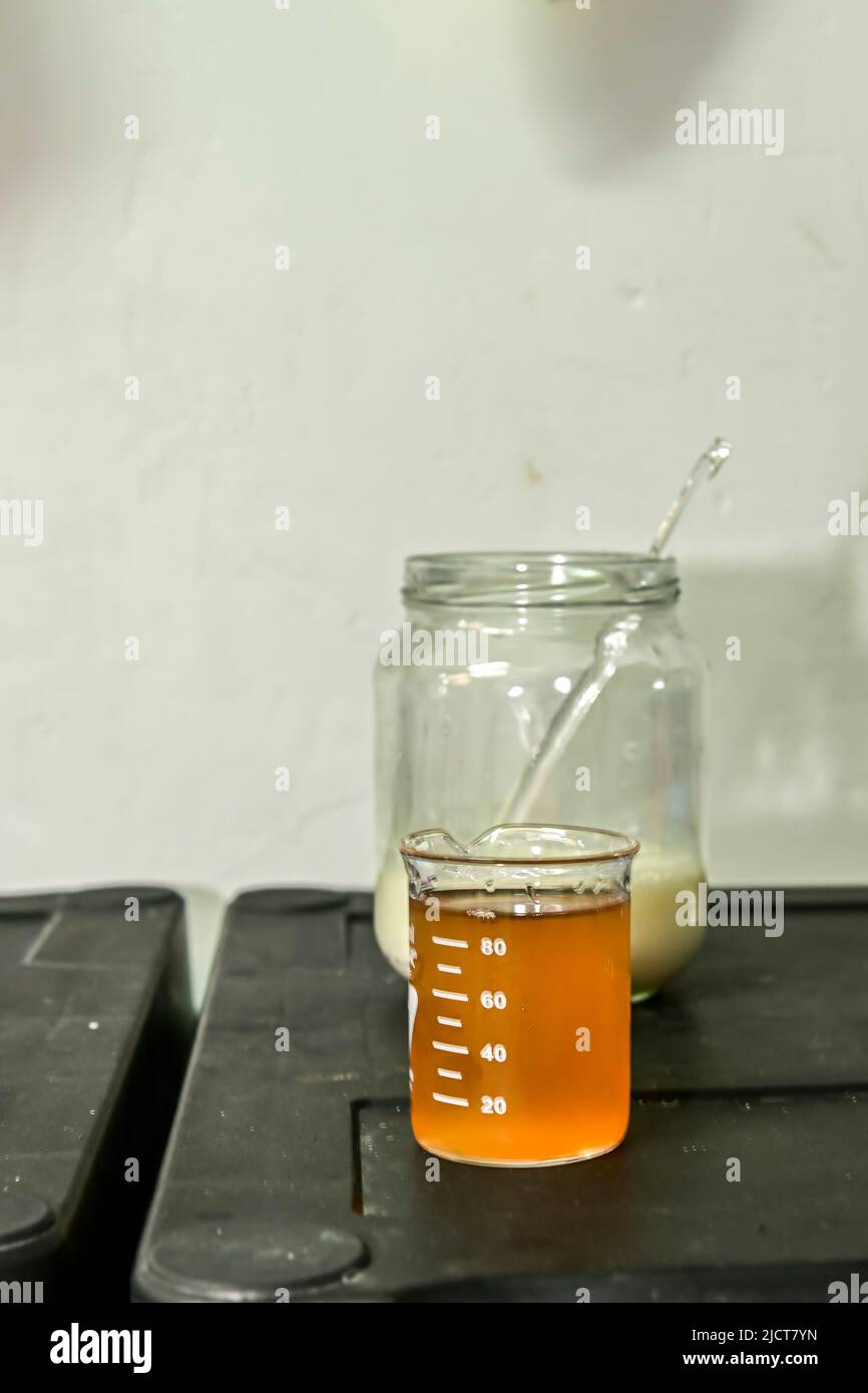 cheesemaker takes with the hand test tube with the curd for the ...