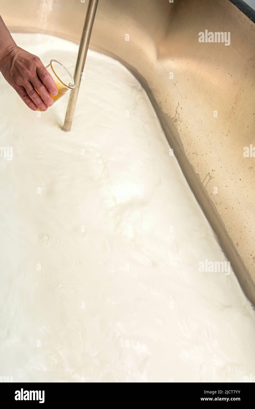 Artisan production of cheese, curd cutting and whey in the factory's ...
