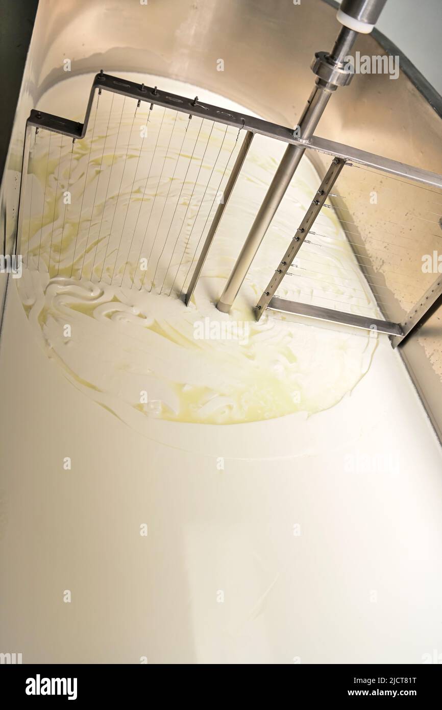 Artisan production of cheese, curd cutting and whey in the factory's ...